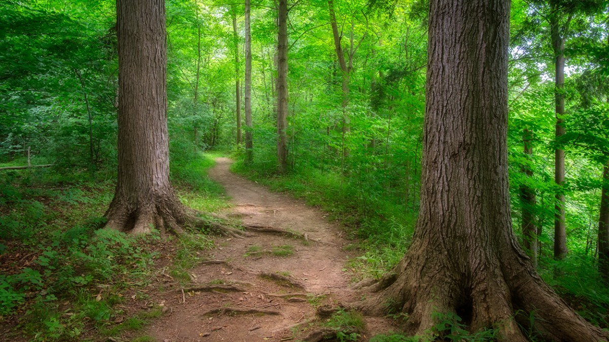 Nature Photography – Cropping – Chris McPhee – Photographer